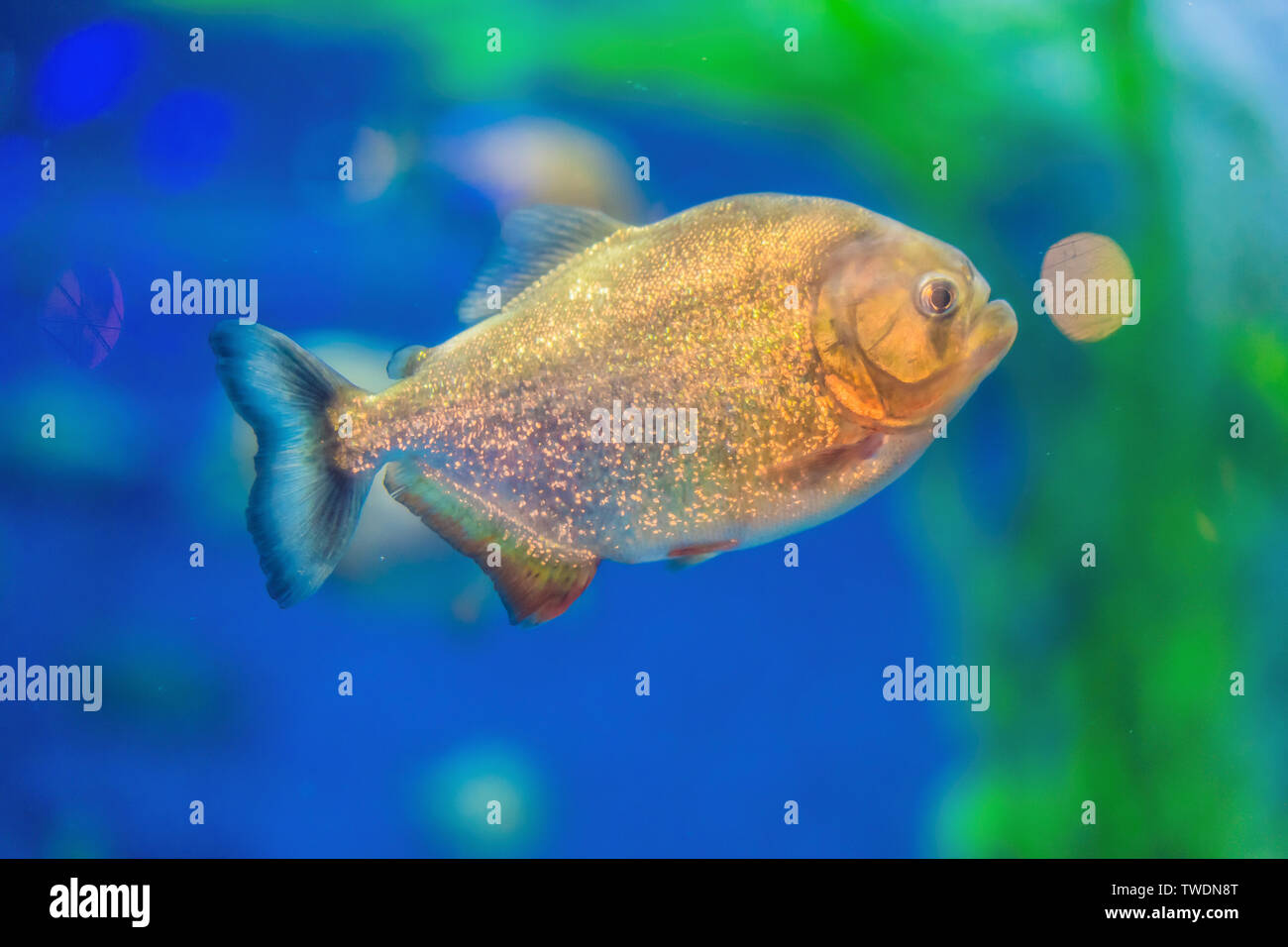 Pygocentrus nattereri. Piranha closeup in the aquarium Stock Photo - Alamy