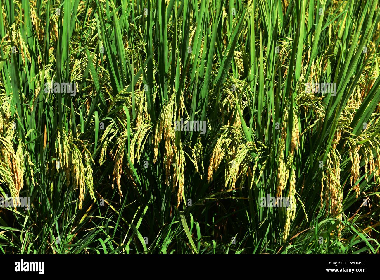 Spike of rice Stock Photo - Alamy