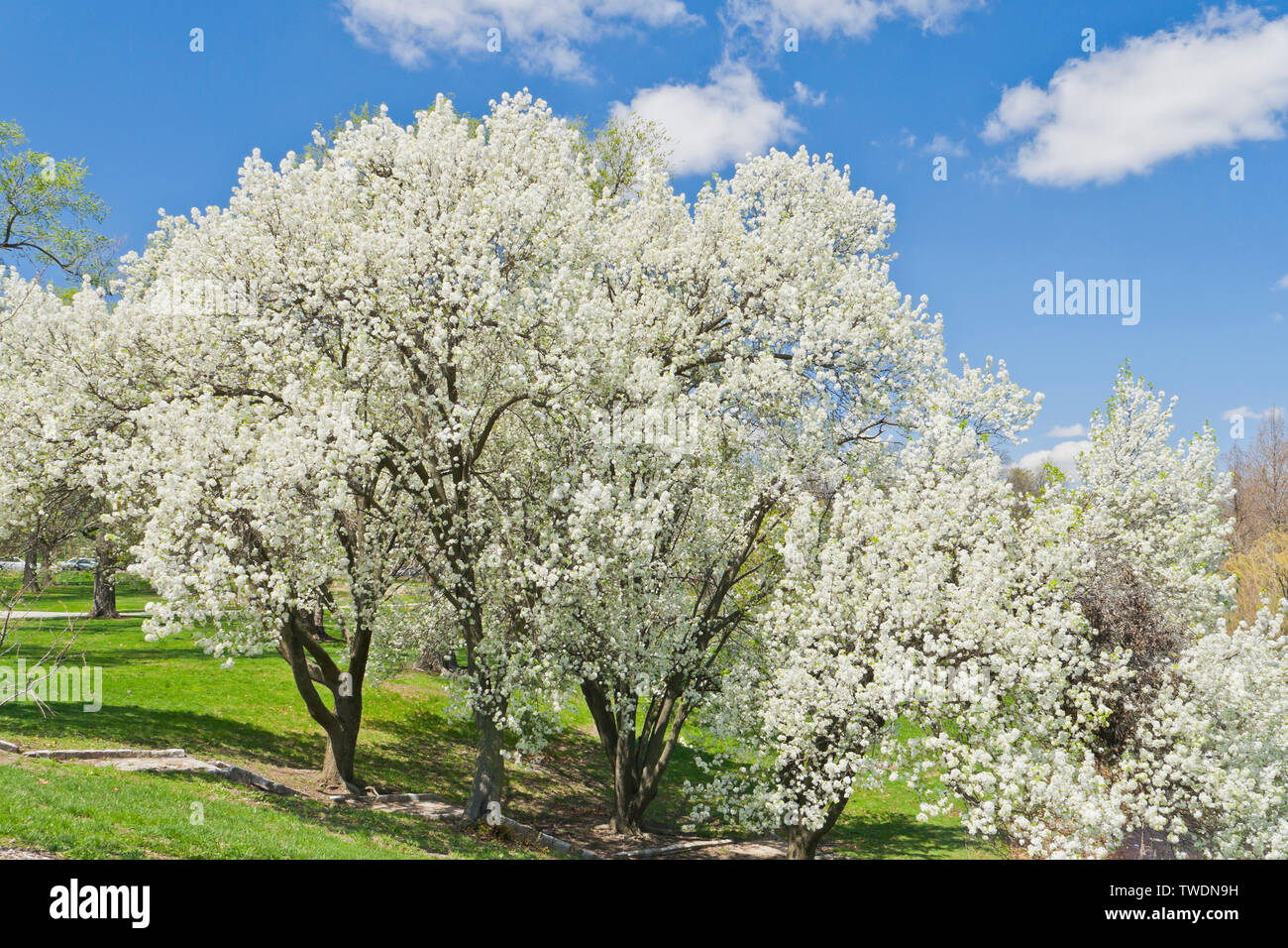 Blooming bradford pear tree hi-res stock photography and images - Alamy