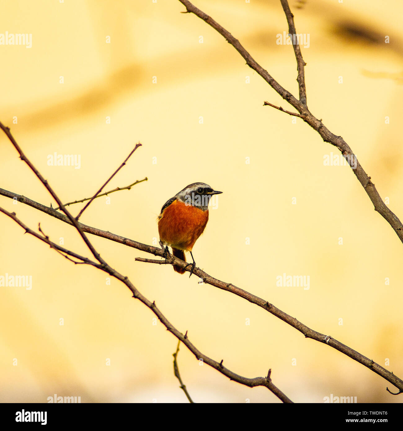Snapping beak hi-res stock photography and images - Alamy