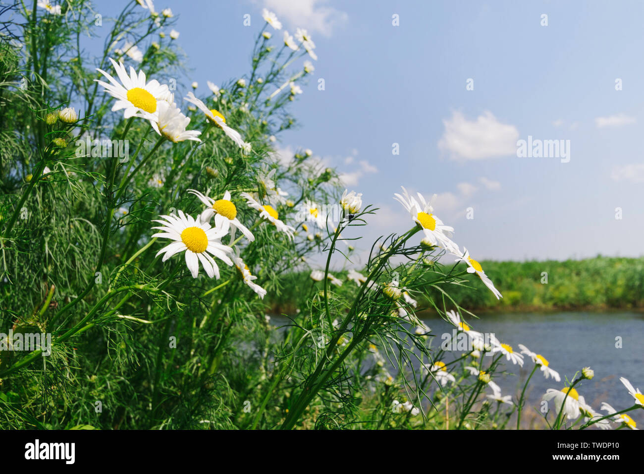 Beautiful daisy flowers in a meadow near river Stock Photo - Alamy