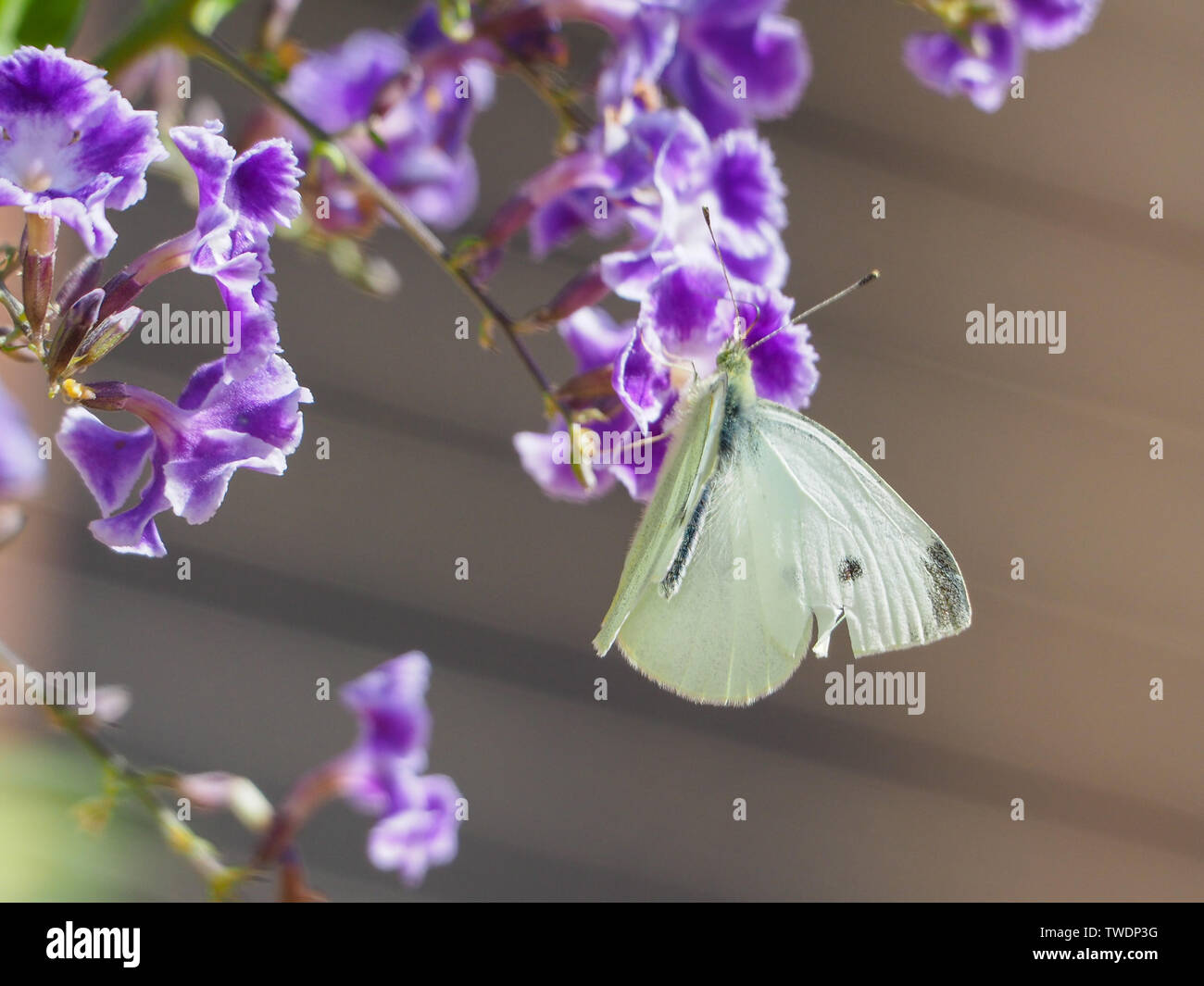 White Cabbage moth butterfly on purple and white flowers of the Geisha ...