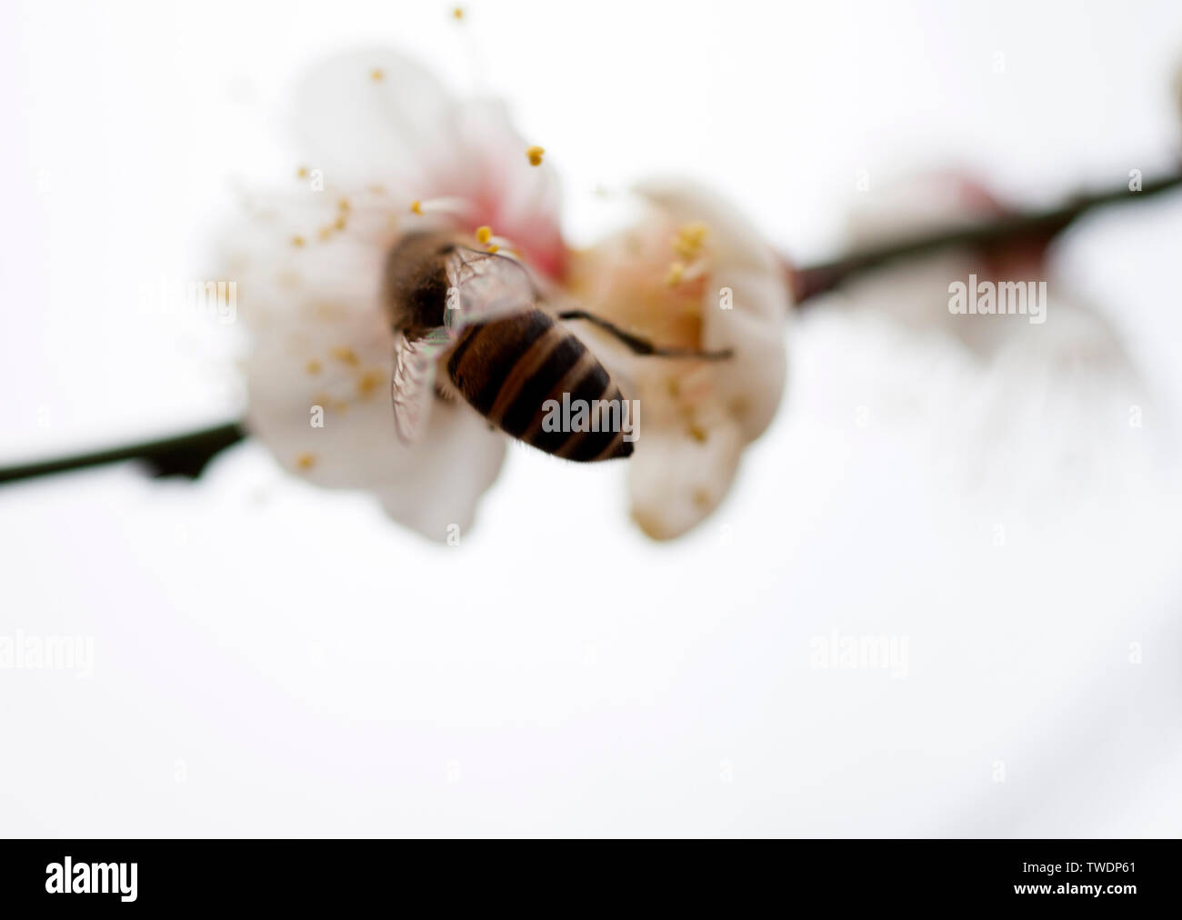 Plum crest hi-res stock photography and images - Alamy