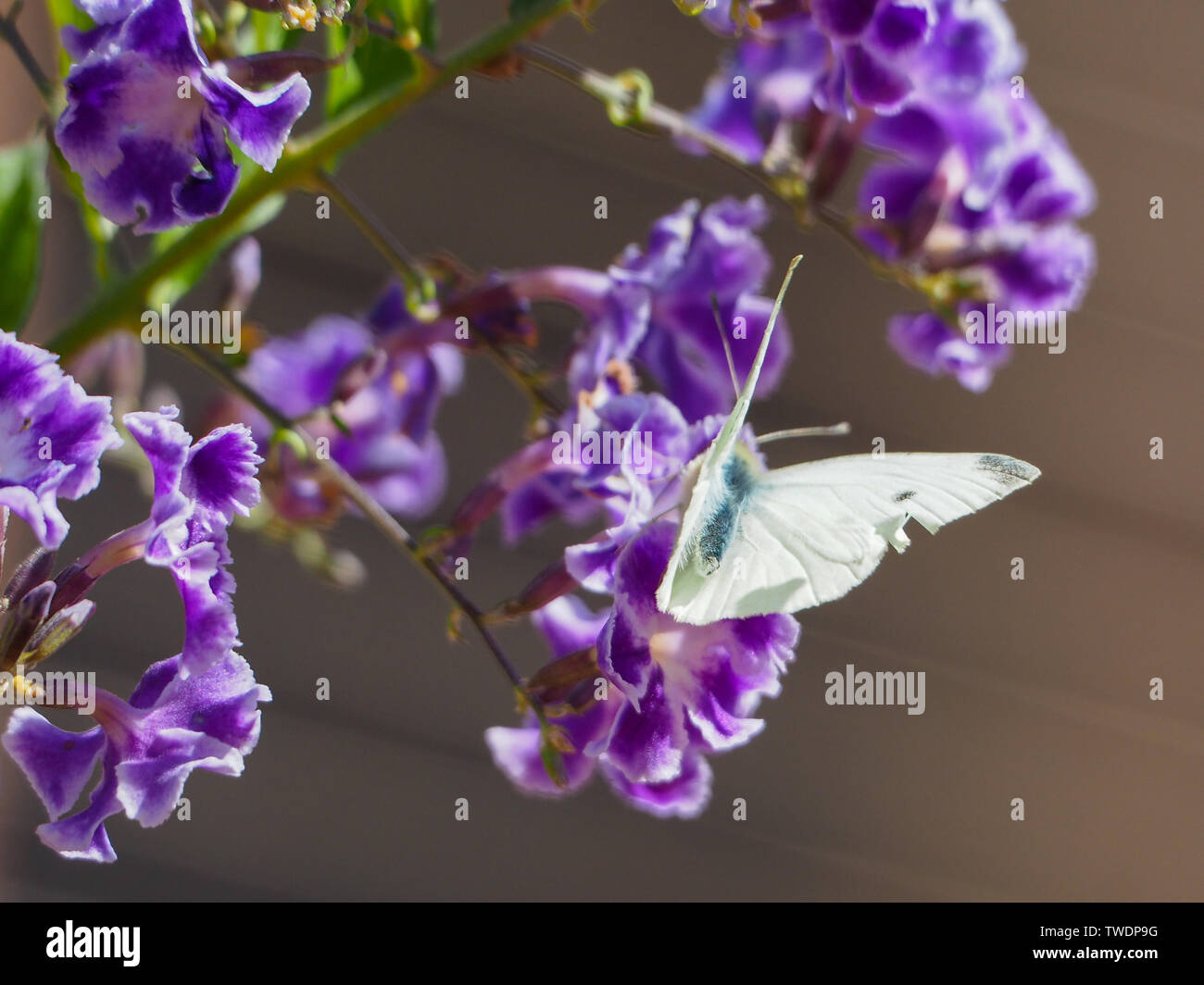 White Cabbage moth butterfly on purple and white flowers of the Geisha ...