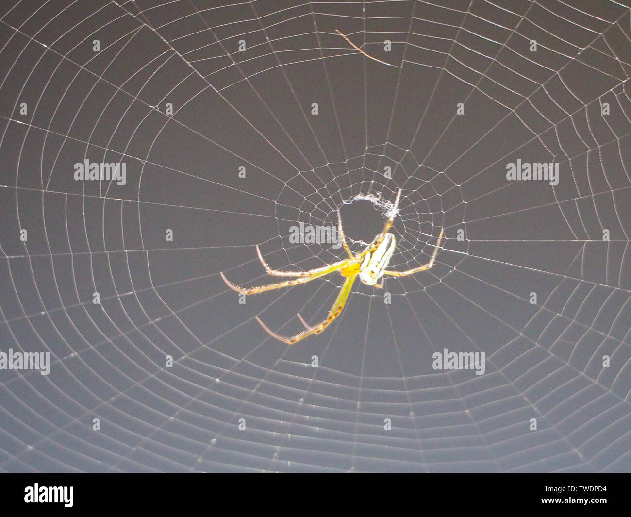 Spider Web In Australia High Resolution Stock Photography and Images ...