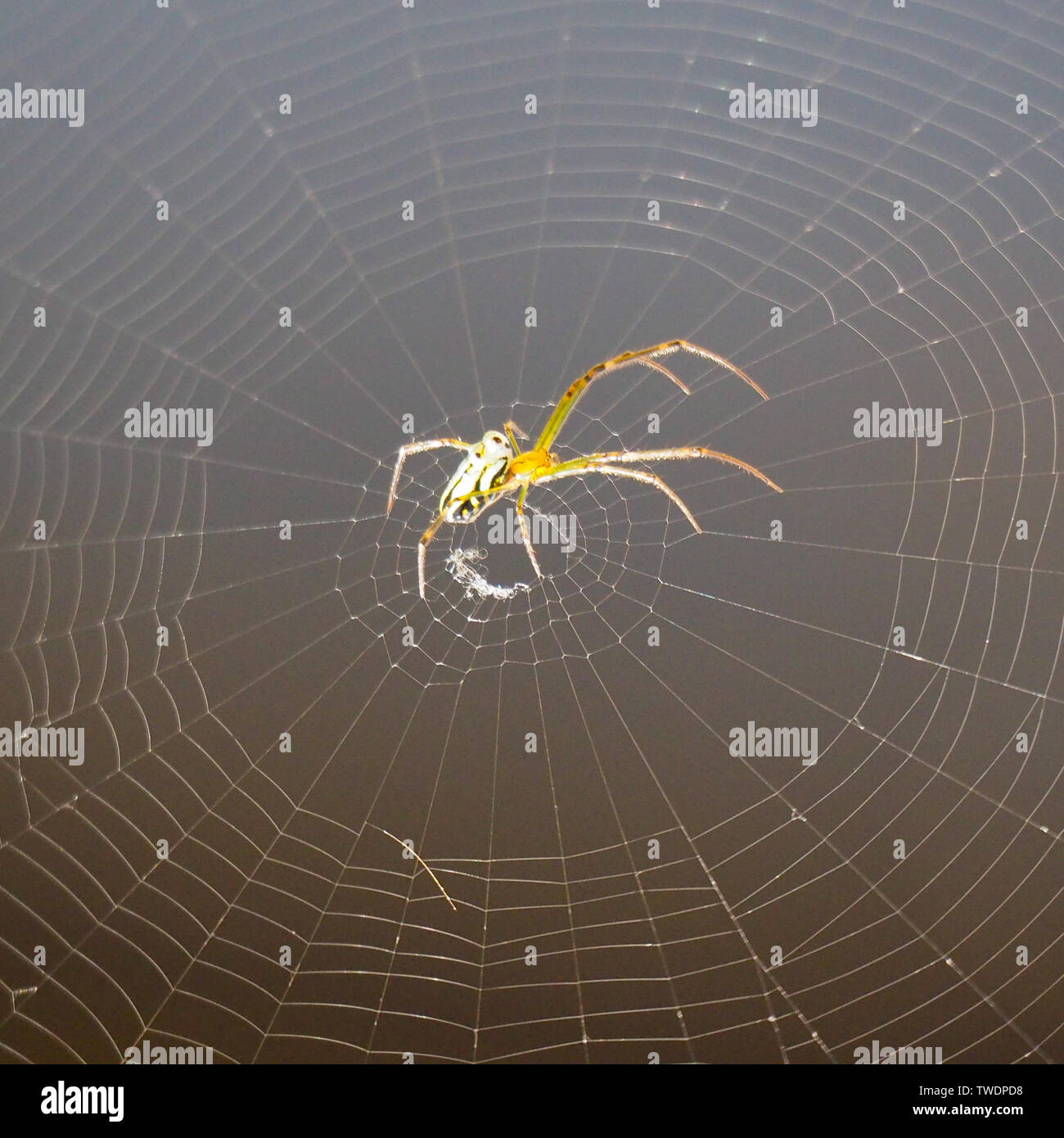 Spider Webs Australia High Resolution Stock Photography and Images - Alamy