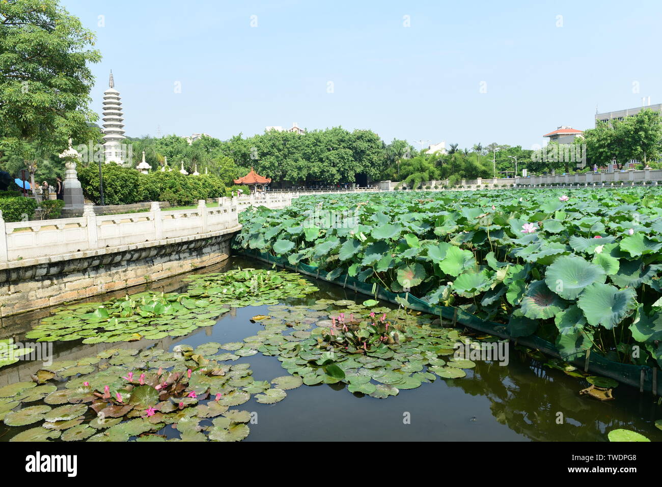 Scenery of lotus pond, Nanputuo Temple, Fujian Stock Photo - Alamy