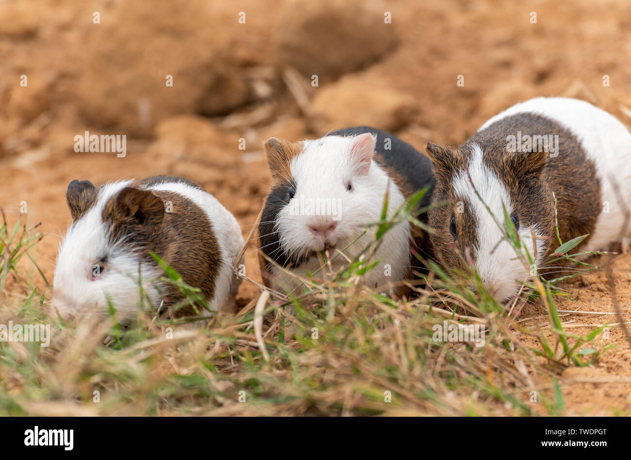 Dutch pigs hi-res stock photography and images - Alamy