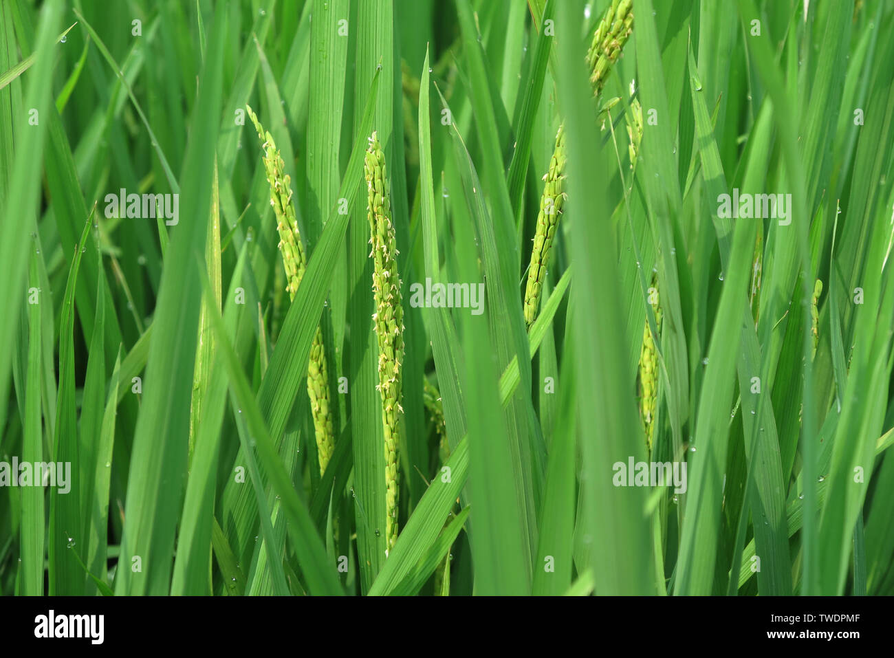 Paddy spikes hi-res stock photography and images - Alamy
