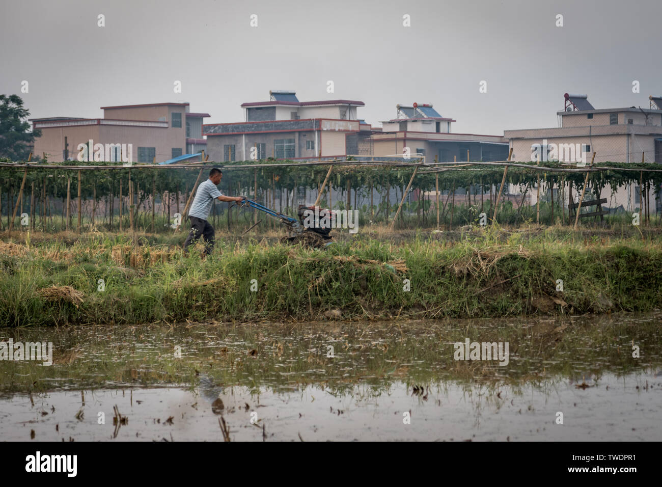Rural farmers use small hand tractors and harvesters for mechanized ...
