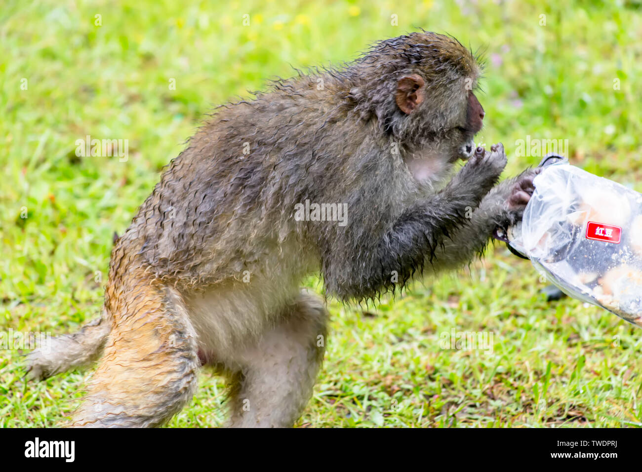 Tibetan macaque monkeys hi-res stock photography and images - Alamy