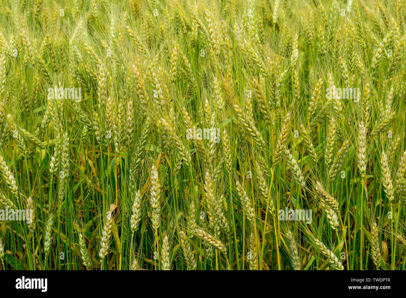 Ripening rye on the field in early summer Stock Photo - Alamy