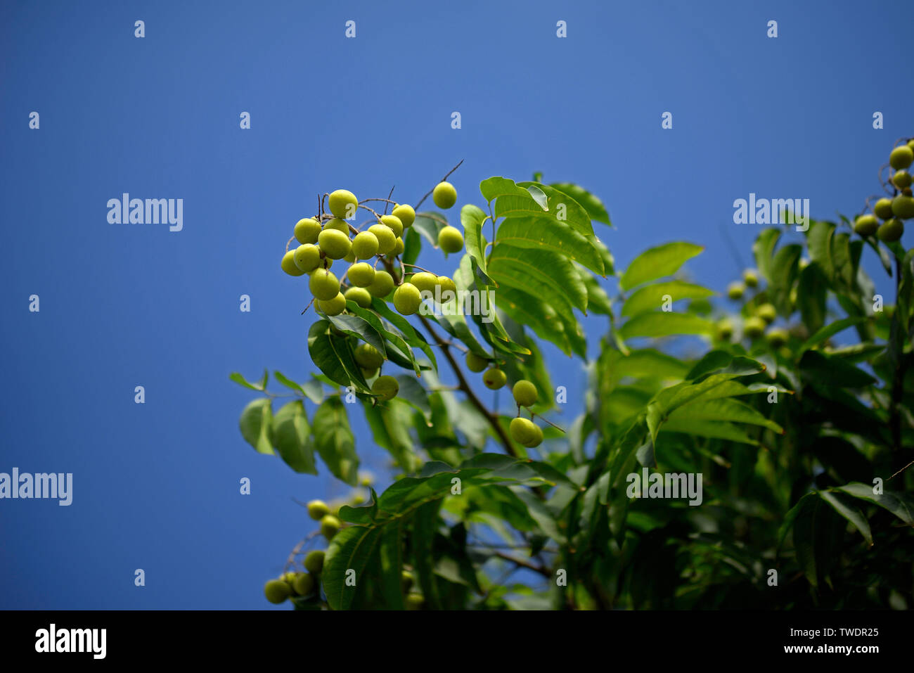 Neem fruits hi-res stock photography and images - Alamy