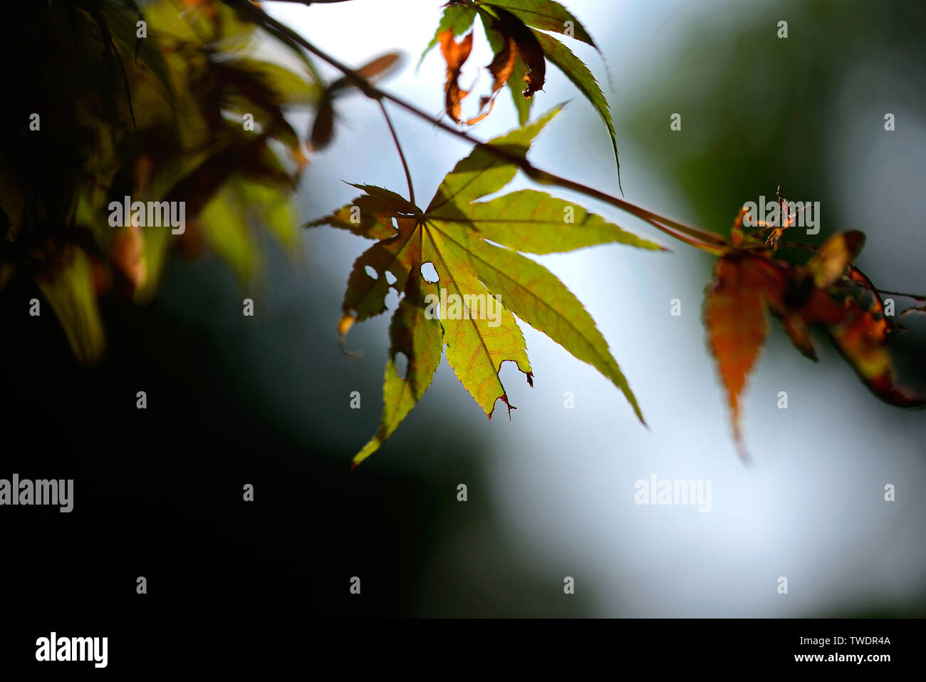 The withered maple leaves of autumn Stock Photo - Alamy