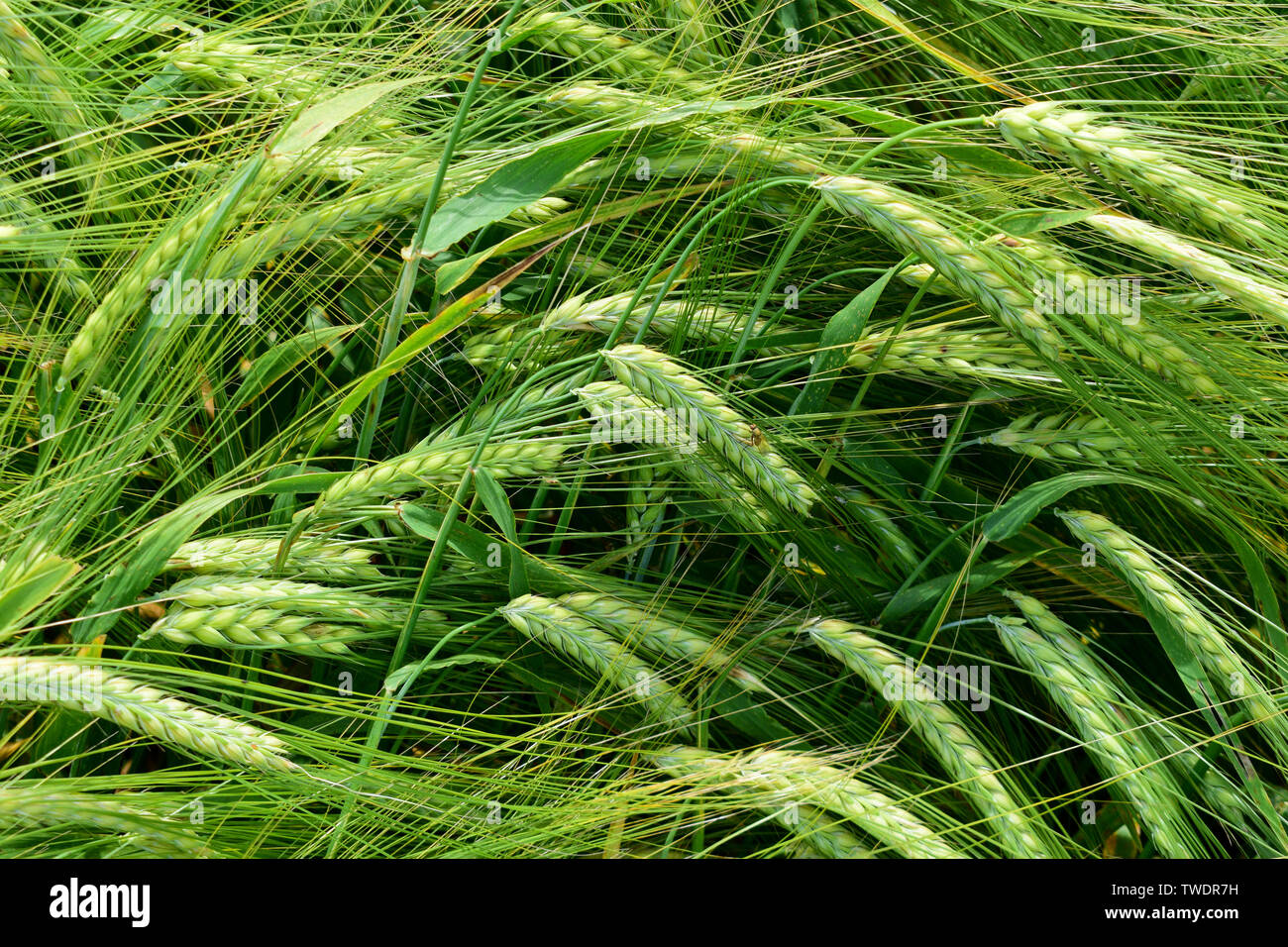Ripening barley background hi-res stock photography and images - Alamy