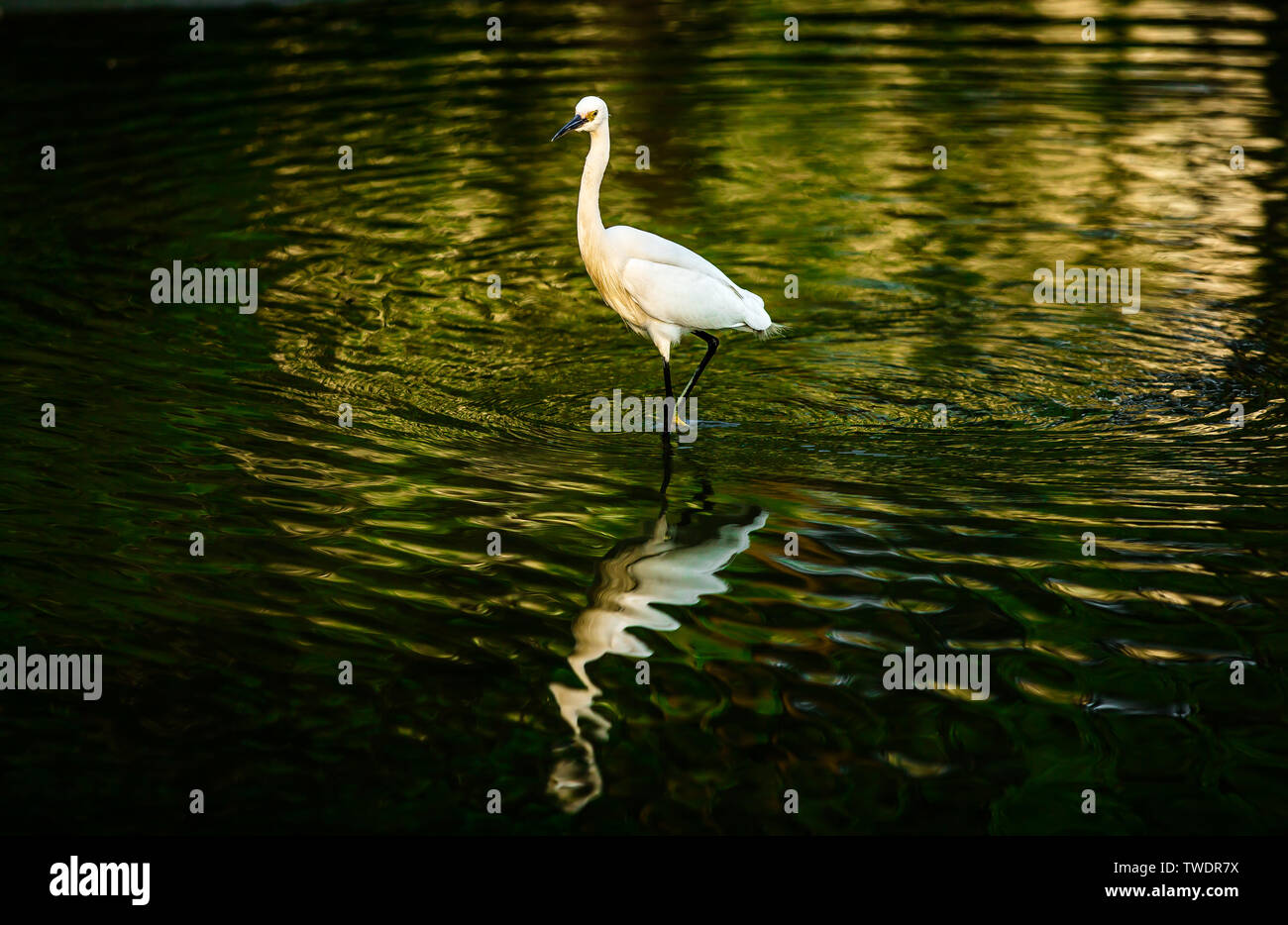 Egrets sunset hi-res stock photography and images - Alamy