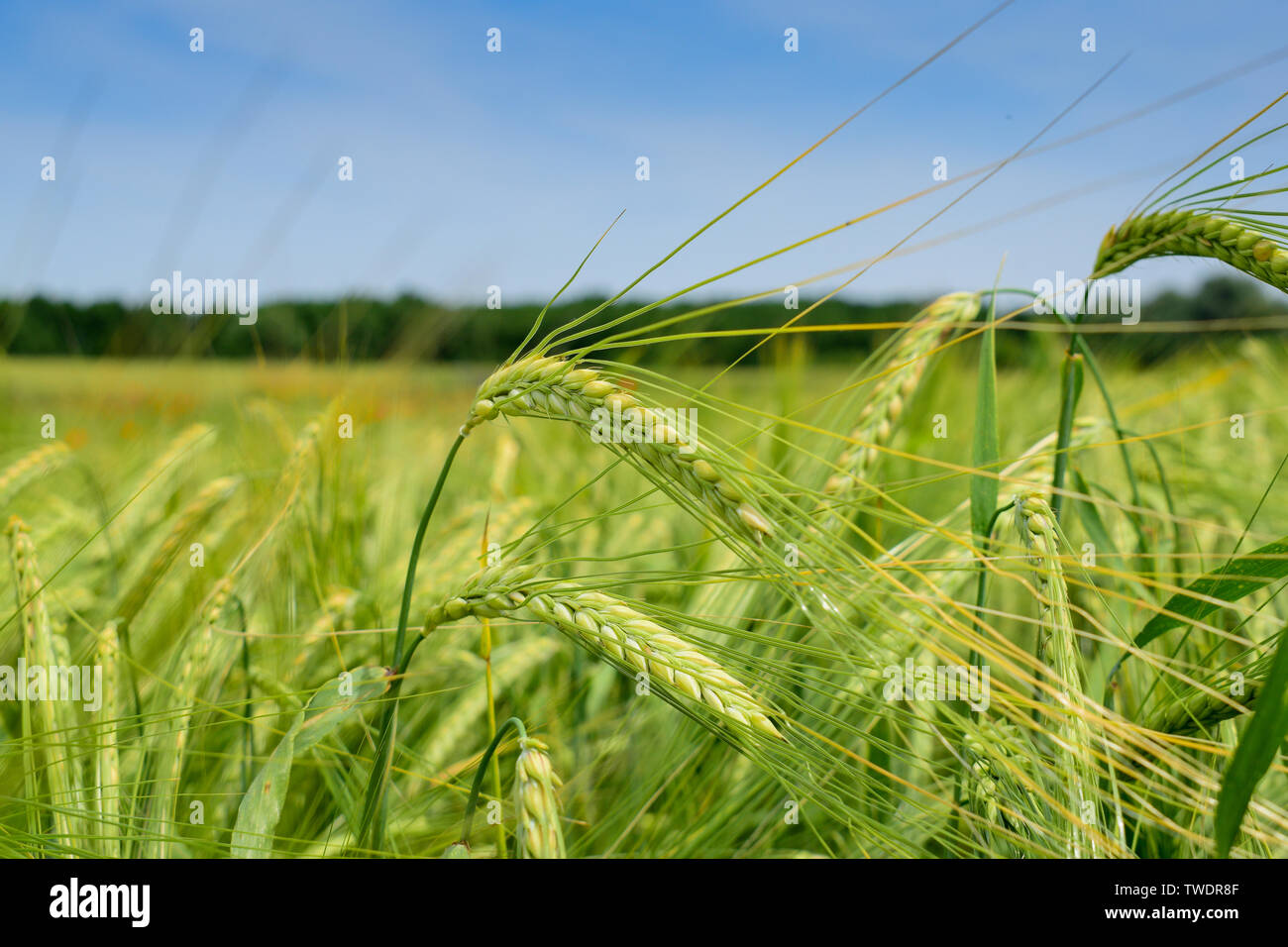 Ripening barley background hi-res stock photography and images - Alamy