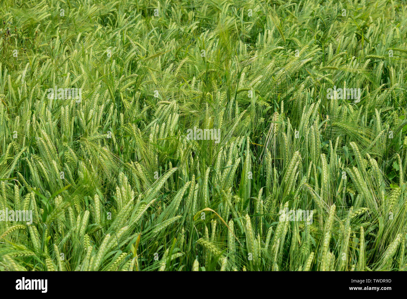Ripening barley on the field in early summer Stock Photo - Alamy