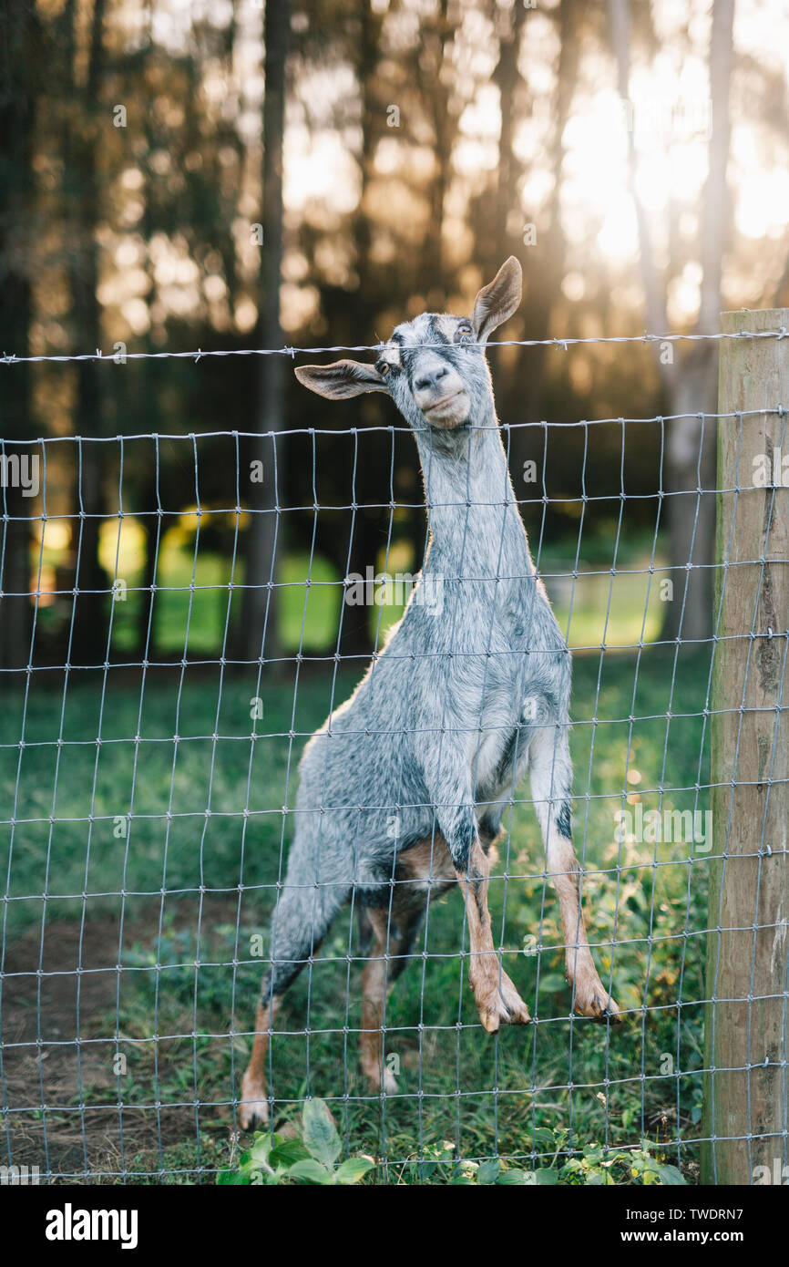 Goat Standing On Hind Legs High Resolution Stock Photography and Images ...