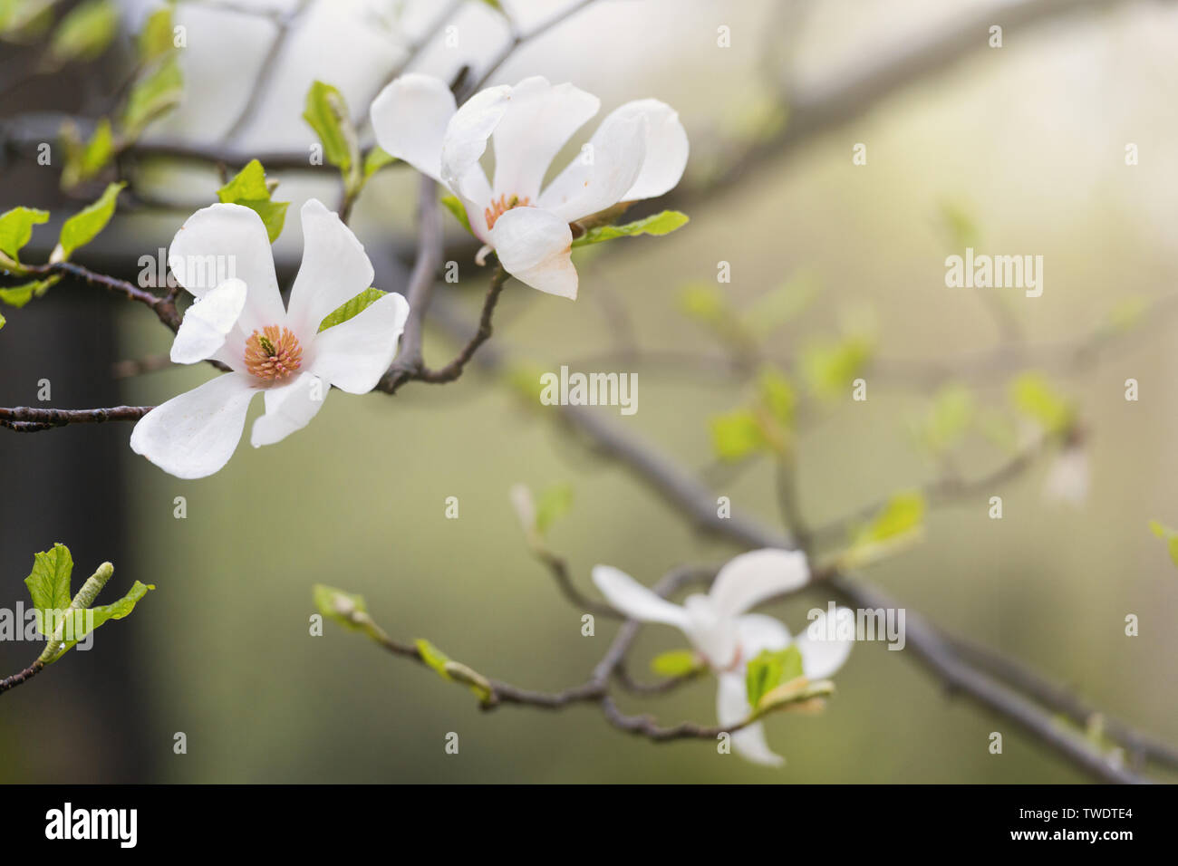 Beautiful white magnolia flowers on a tree at spring sunny day Stock ...