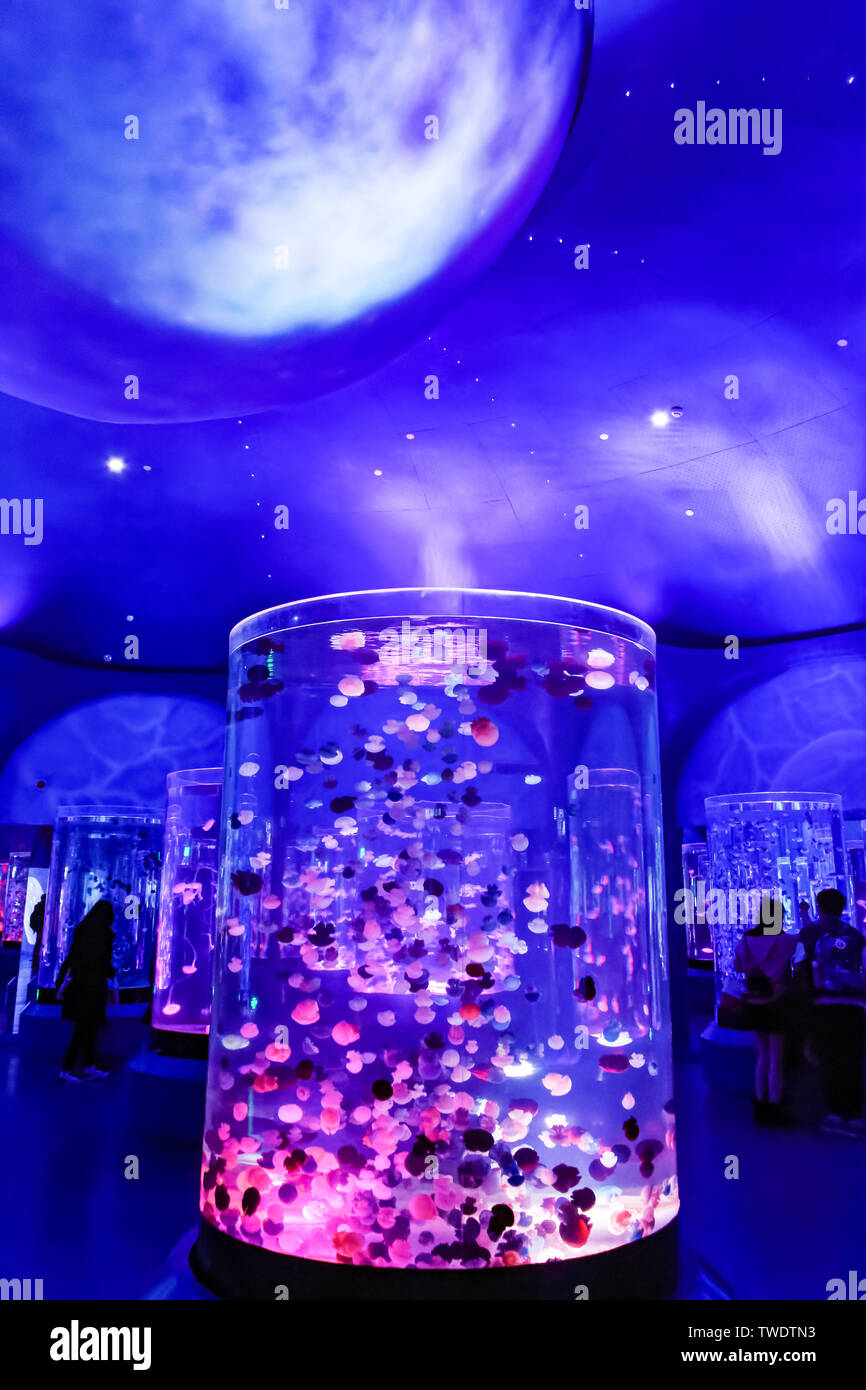 Shanghai Haichang Ocean Park jellyfish Stock Photo - Alamy