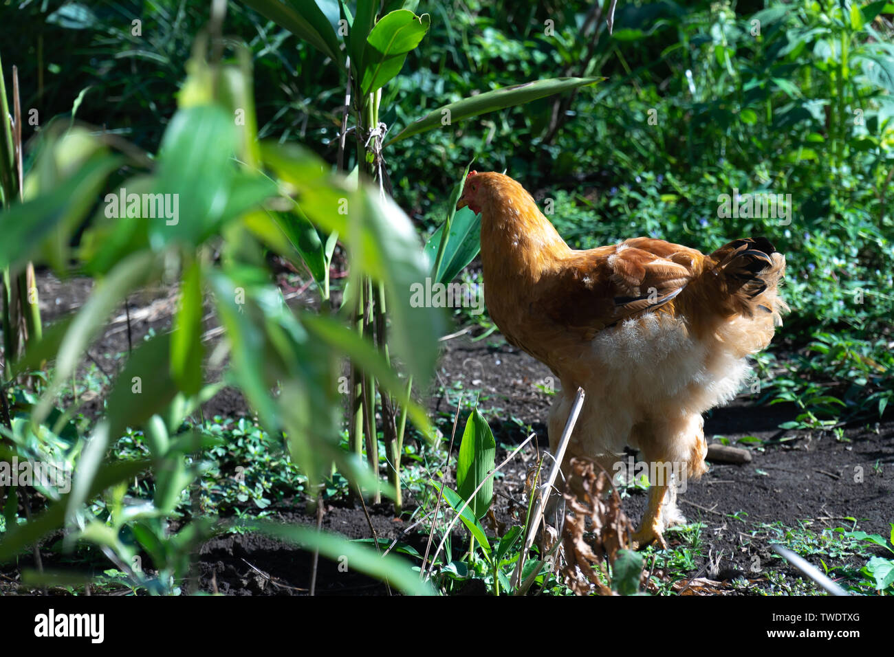 Chicken in paddy field hi-res stock photography and images - Alamy
