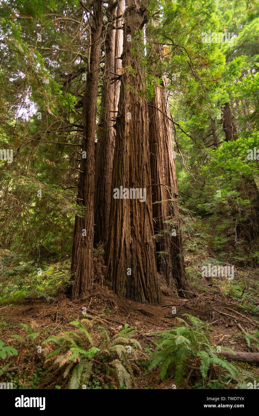 At the base of a grouping of large redwood trees in Muir Woods National ...