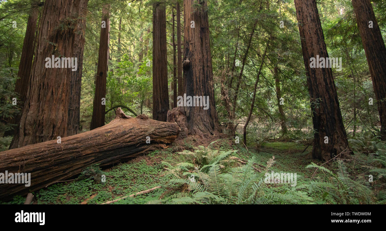 Large fallen Redwood Tree in Muir Woods National Park, California ...