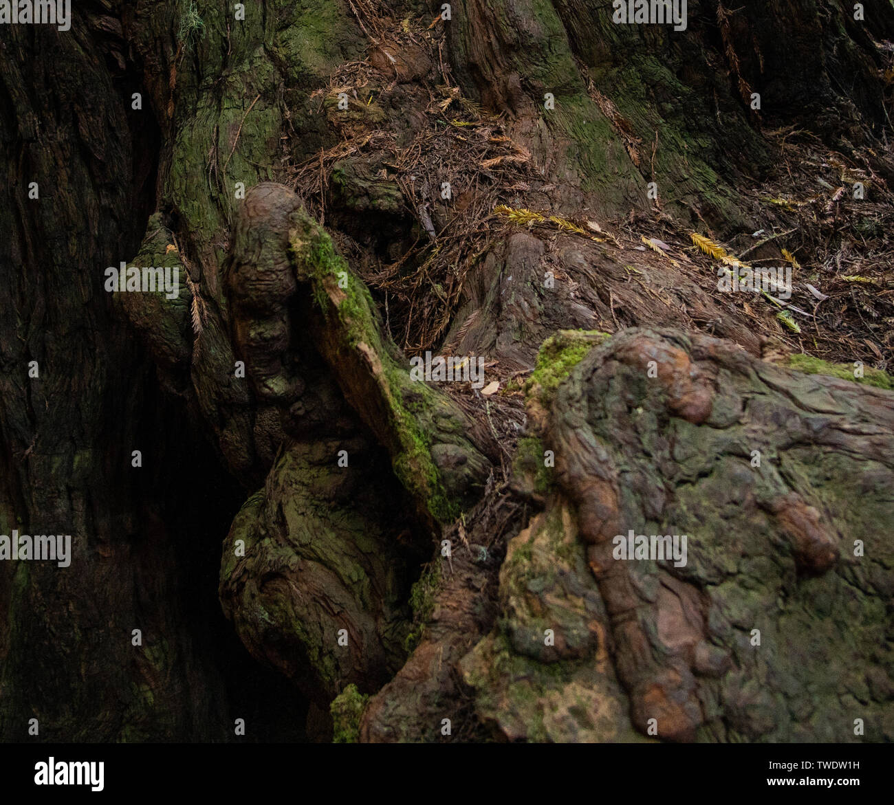 Tree knots hi-res stock photography and images - Alamy