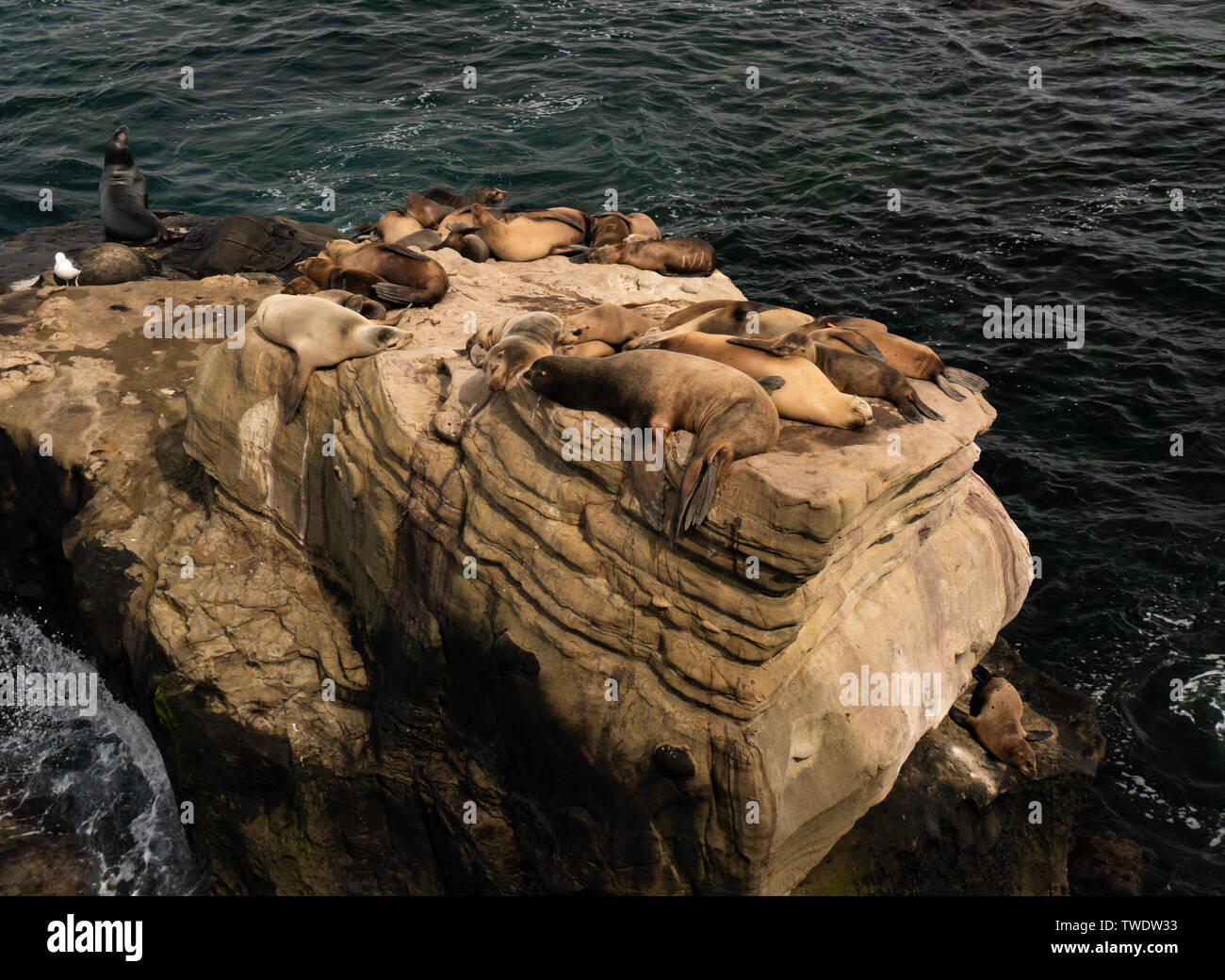 Sea Lions nap of rocky cove at La Jolla Beach in San Diego. La Jolla ...
