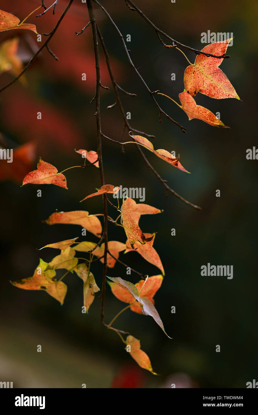 Tianping Mountain Red Maple Stock Photo - Alamy