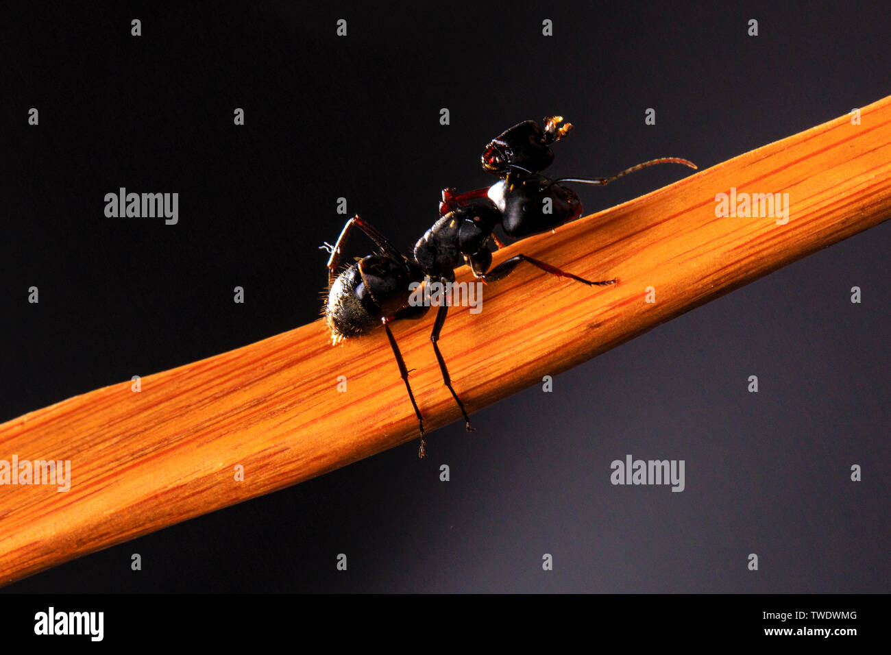 Ant tree diagram hi-res stock photography and images - Alamy