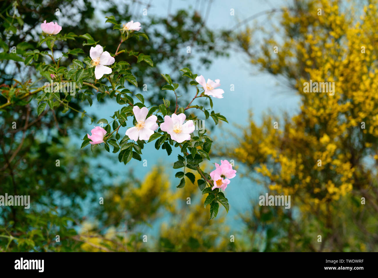 Dog blue flowers hi-res stock photography and images - Alamy
