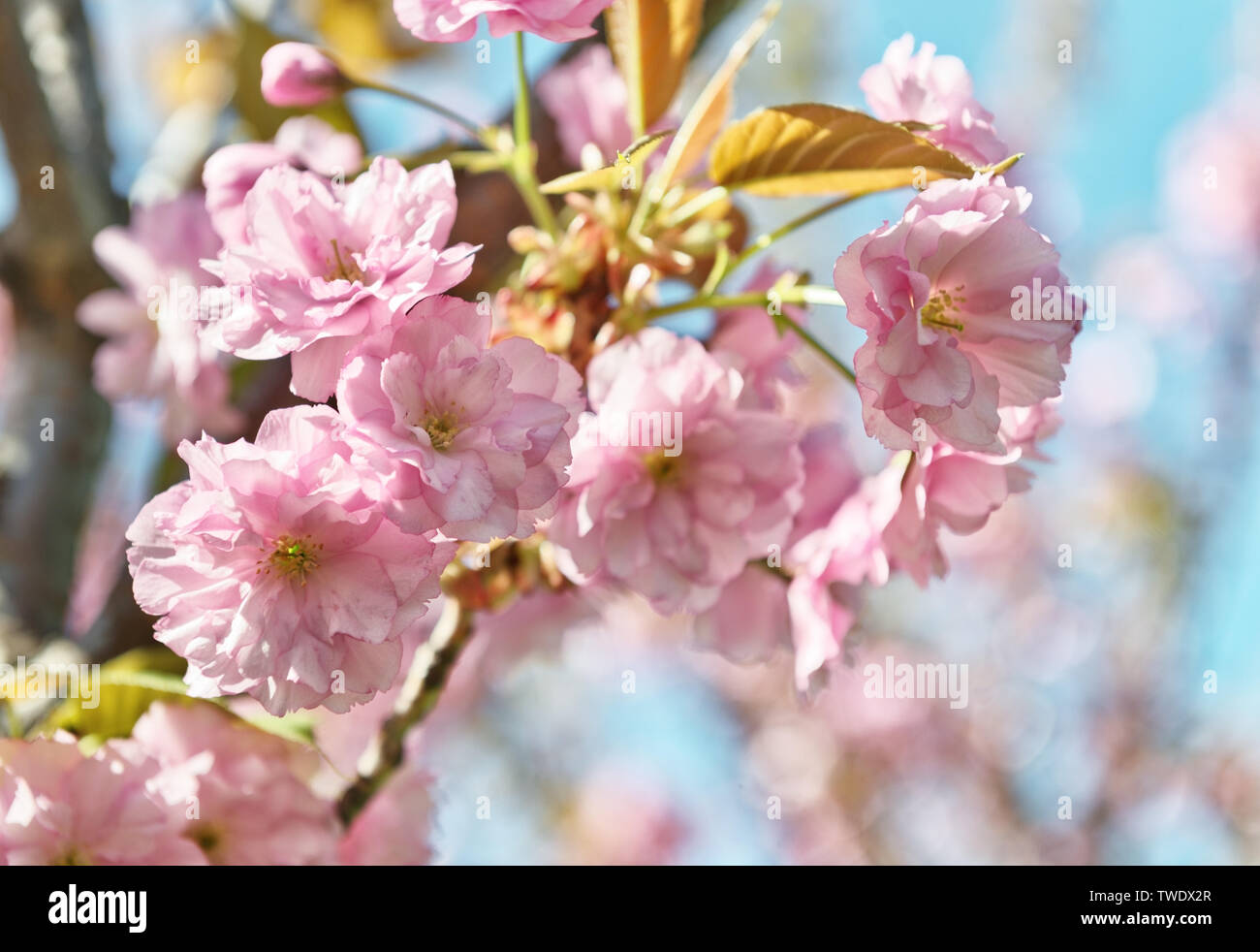 Spring rose flowers hi-res stock photography and images - Alamy