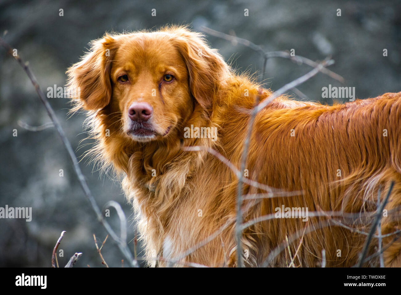 Duck Toller hunting for bird in fall time Stock Photo - Alamy