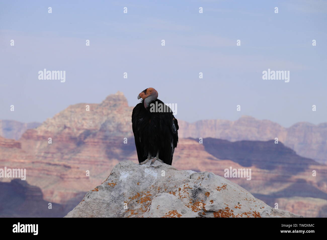 California Condor on rock at Mathers Point, Grand Canyon, South Rim, AZ ...