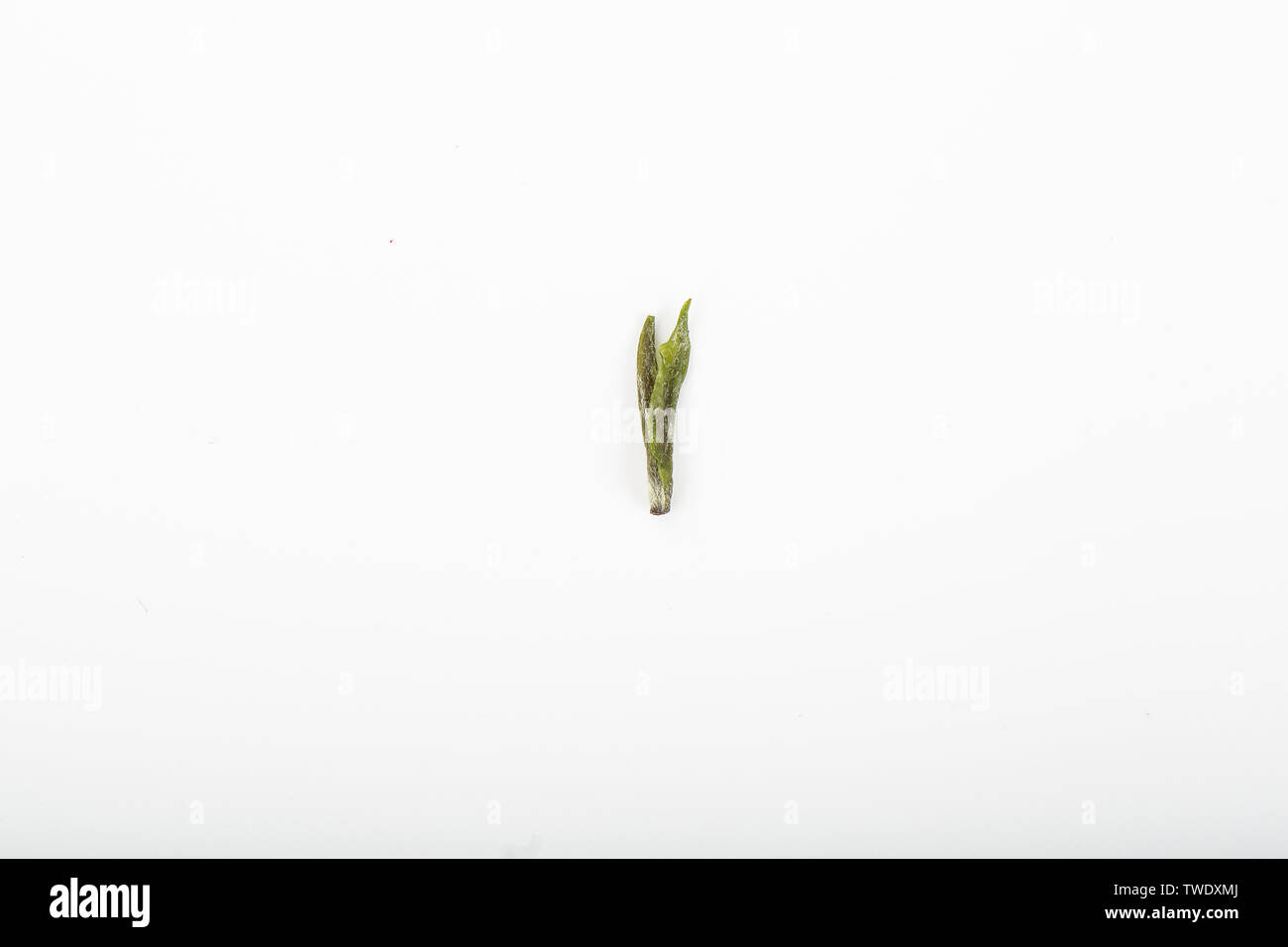 Special-grade single bud in front of Mao Jian in Xinyang Stock Photo ...