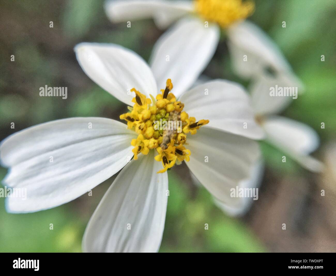 Rui plant hi-res stock photography and images - Alamy