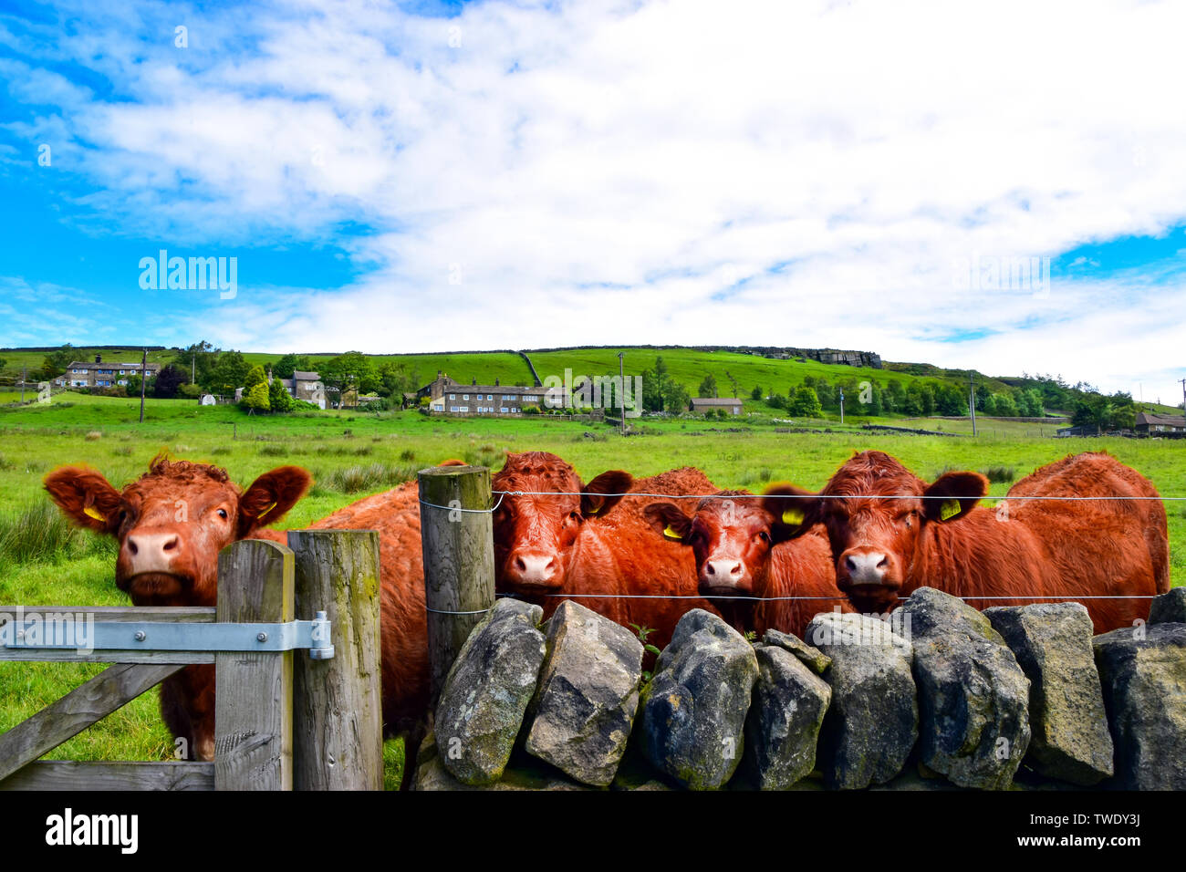Cows looking over dry stone wall and gate, Colden, Hebden Bridge ...