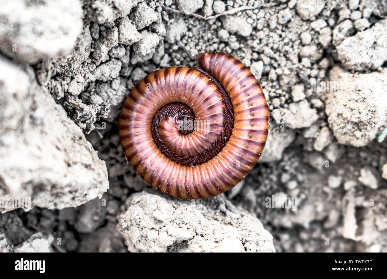 Centipede defense hi-res stock photography and images - Alamy