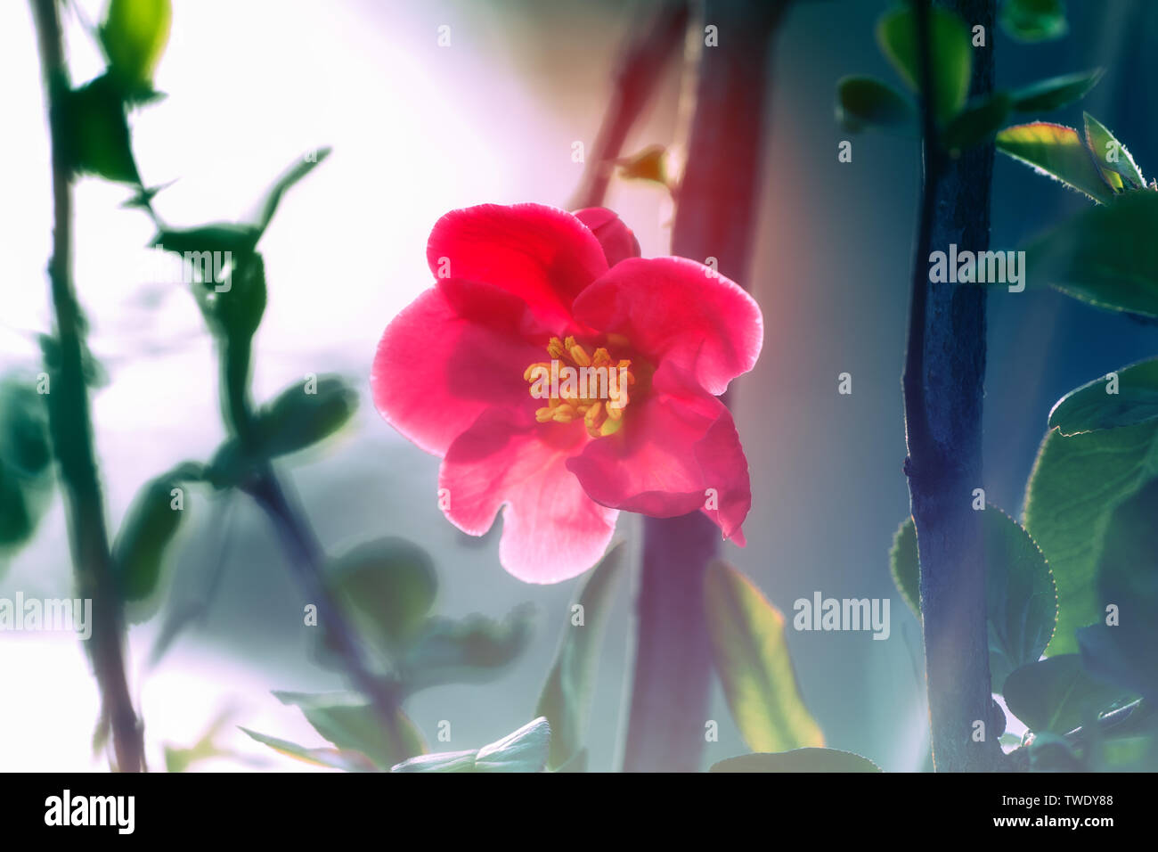 Chinese begonia hi-res stock photography and images - Alamy