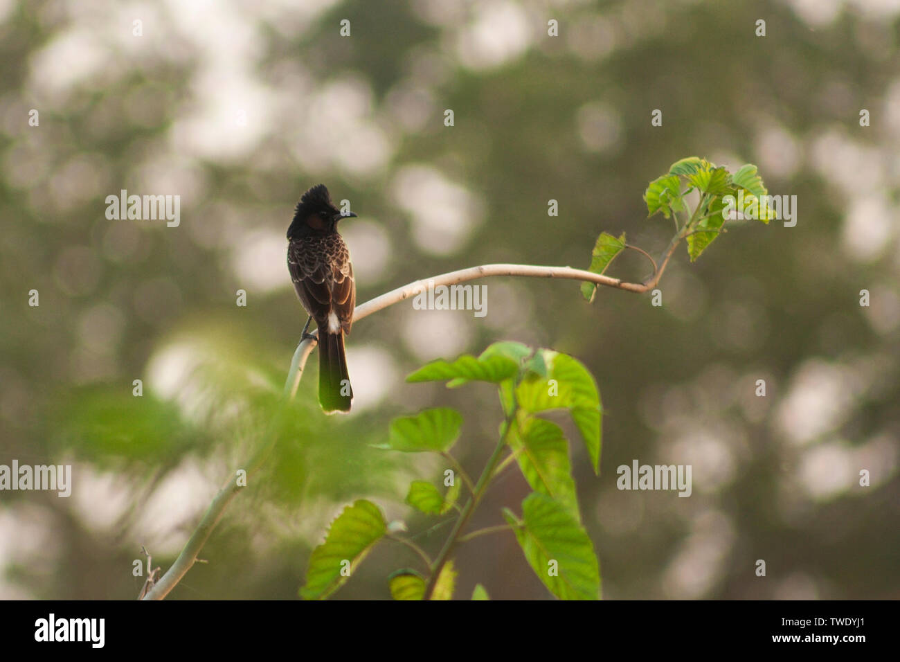 Red-vented Bulbul also known as Bulbuli, at Baikka Beel in Khulna ...