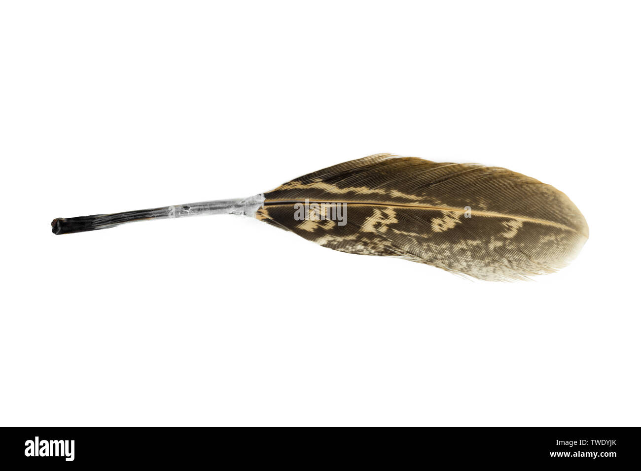 bird feather isolated on white background Stock Photo - Alamy