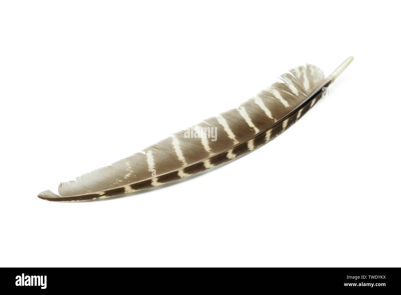 bird feather isolated on white background Stock Photo - Alamy