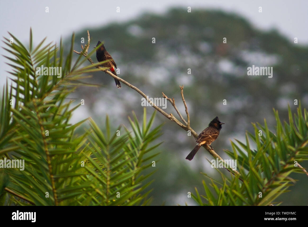 Red-vented Bulbul also known as Bulbuli, at Baikka Beel in Khulna ...