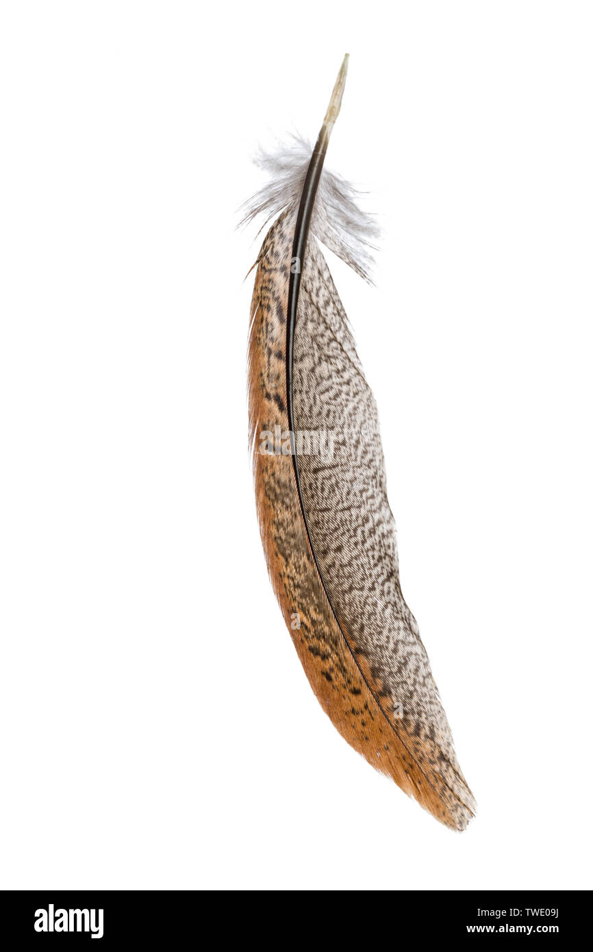 bird feather isolated on white background Stock Photo - Alamy