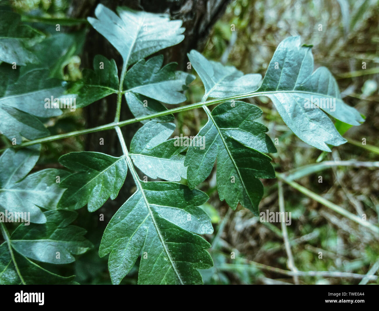 The growing neem seedlings, leaves Stock Photo - Alamy