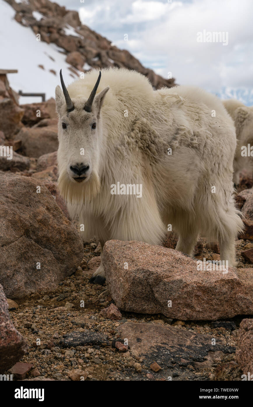 Mountain Goat on Mount Evans, Colorado Stock Photo - Alamy