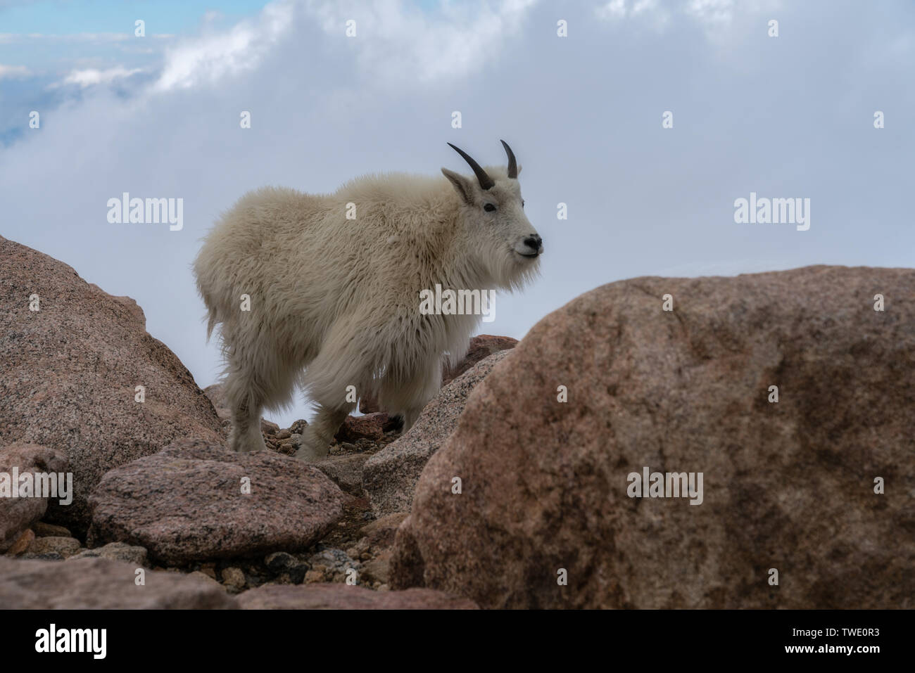 Mountain goat on mount hi-res stock photography and images - Alamy