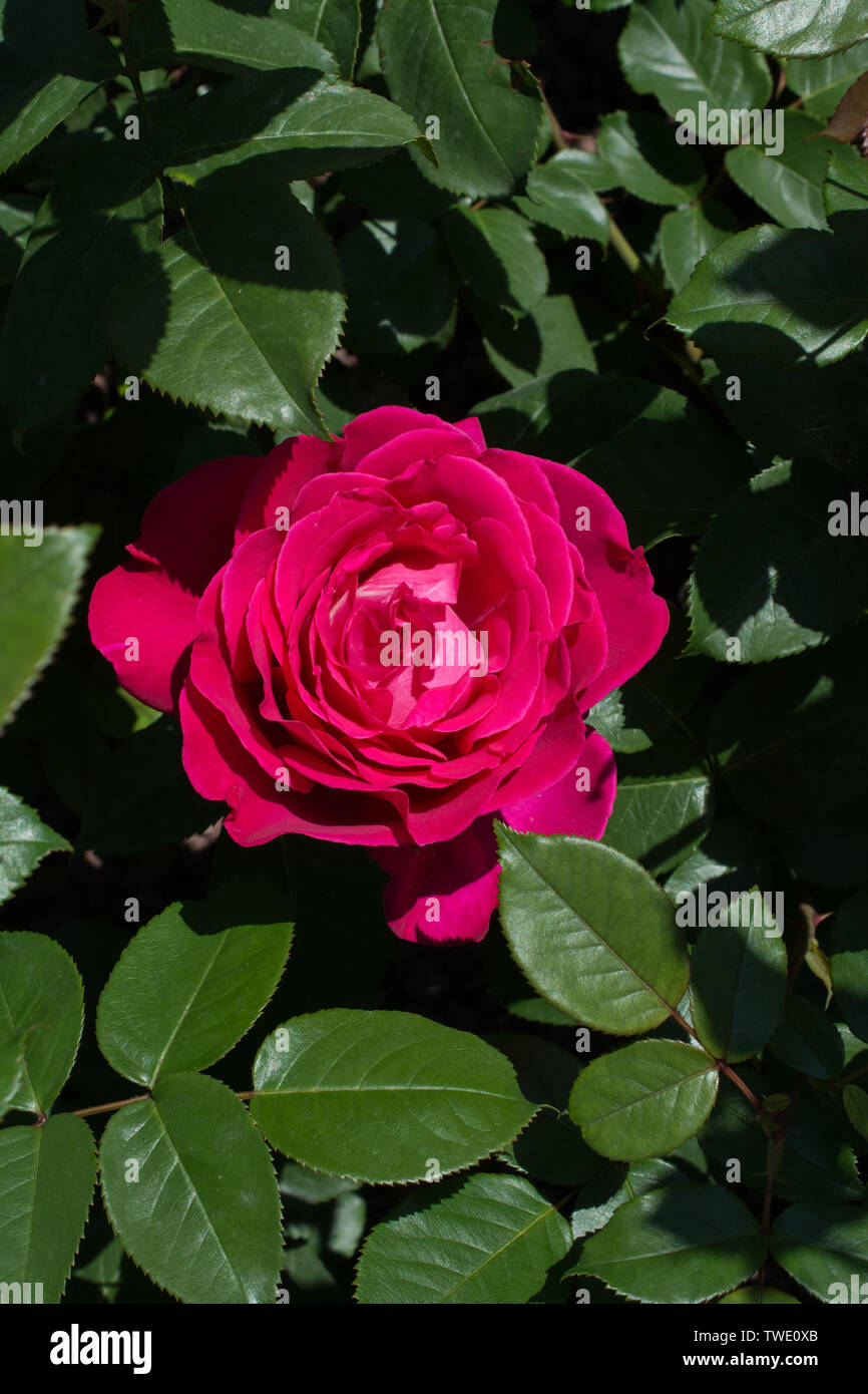 Blooming beautiful colorful rose in garden nature background Stock ...